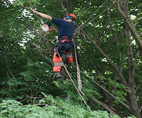 Arborist Tree Climbing Equipment for professional Tree cutters ...